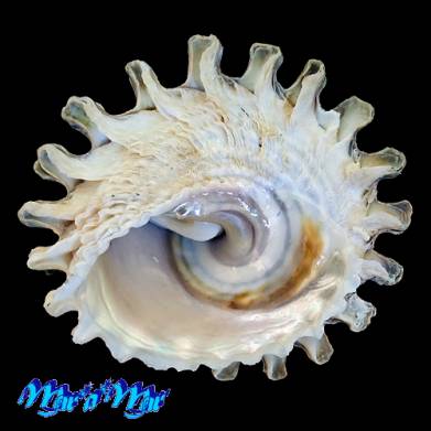 shellauction.net :: Lithopoma tectum - 3592517