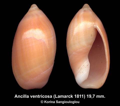 shellauction.net :: Ancilla ventricosa - 3592569