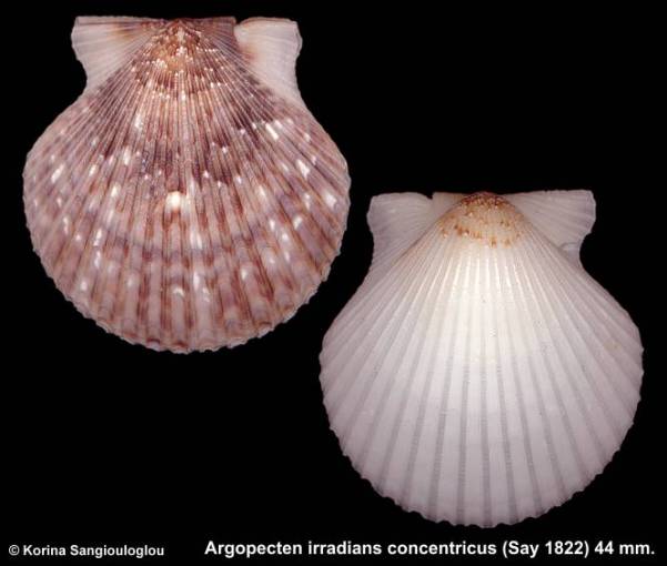 shellauction.net :: Argopecten irradians concentricus - 3592608