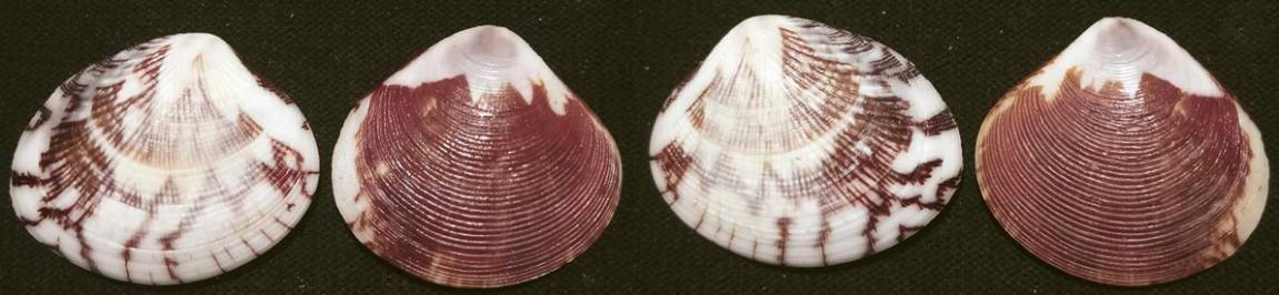 shellauction.net :: Circe scripta - 3592654