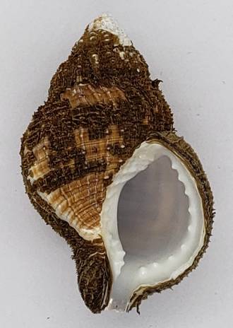 shellauction.net :: Priene scabrum - 3592698