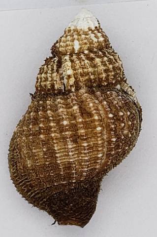 shellauction.net :: Priene scabrum - 3592698