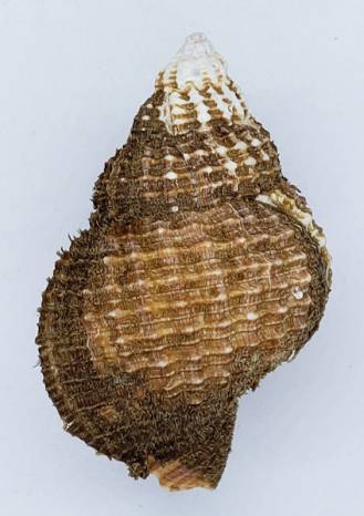 shellauction.net :: Priene scabrum - 3592701