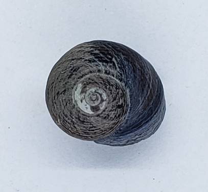 shellauction.net :: Diloma nigerrimum - 3592716