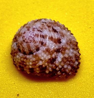 shellauction.net :: Clanculus personatus - 3592721