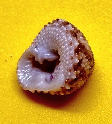 shellauction.net :: Clanculus personatus - 3592721