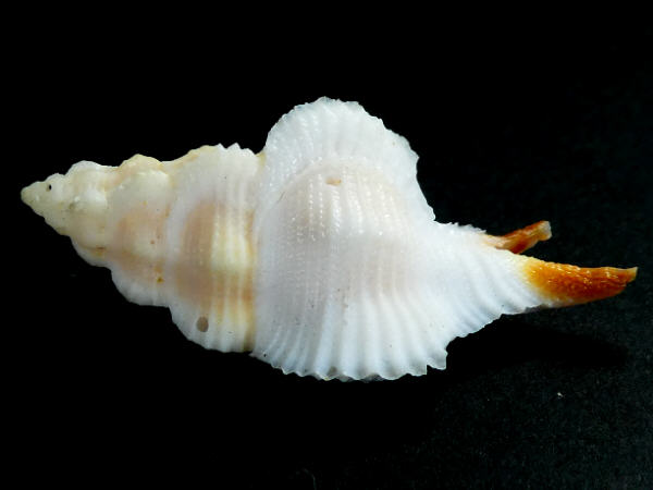 shellauction.net :: Pterynotus patagiatus - 3592749