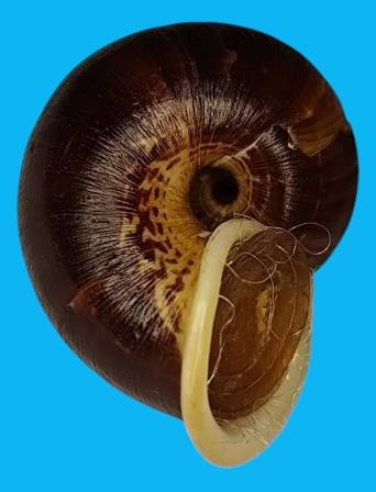 shellauction.net :: Cyclophorus elegans - 3592777