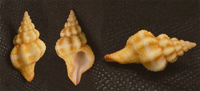 shellauction.net :: Latirus nassoides - 3592862