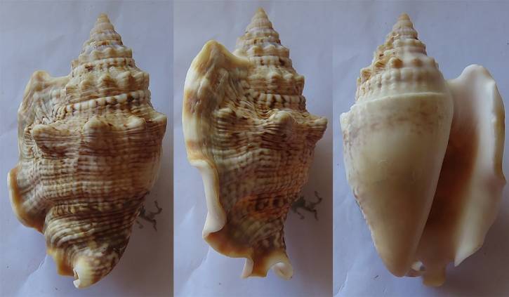 shellauction.net :: Euprotomus aurisdianae - 3593191