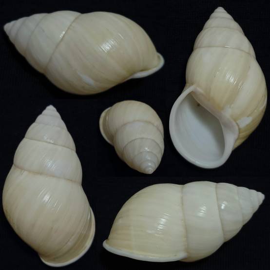 shellauction.net :: Amphidromus inversus albulus - 3593232