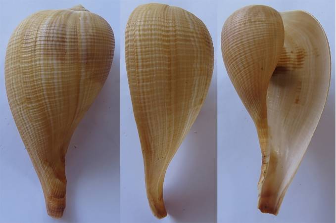 shellauction.net :: Ficus ficus - 3593276