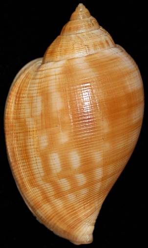 shellauction.net :: Sconsia grayi - 3593436