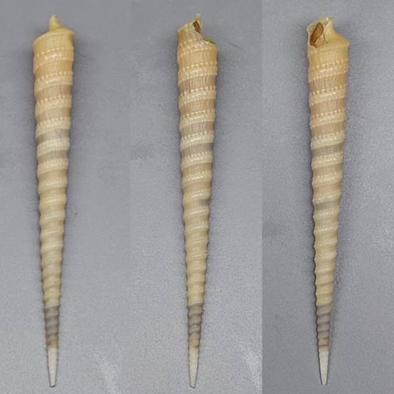 shellauction.net :: Terebra sp. - 3593634