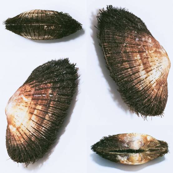 shellauction.net :: Barbatia barbata - 3593637