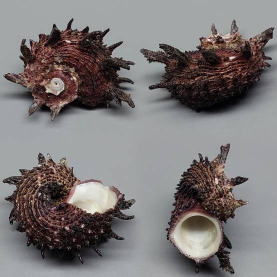 shellauction.net :: Angaria delphinus - 3593738