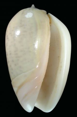 shellauction.net :: Oliva incrassata - 3593758