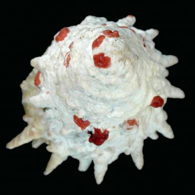 shellauction.net :: Astralium rhodostomum - 3593792