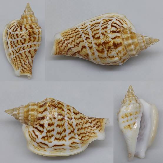 shellauction.net :: Ministrombus variabilis - 3593873