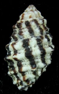 shellauction.net :: Morula striata - 3594026