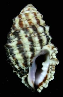 shellauction.net :: Morula striata - 3594026