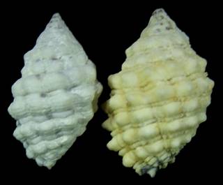 shellauction.net :: Morula uva - 3594032