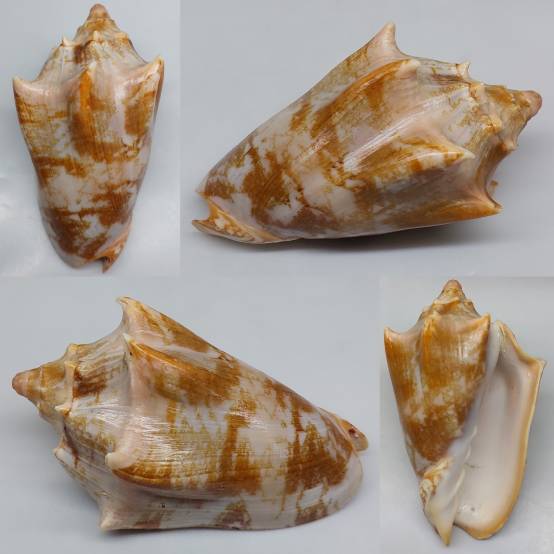 shellauction.net :: Cymbiola vespertilio - 3594083