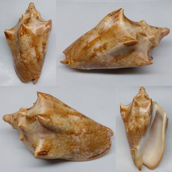 shellauction.net :: Cymbiola vespertilio - 3594090