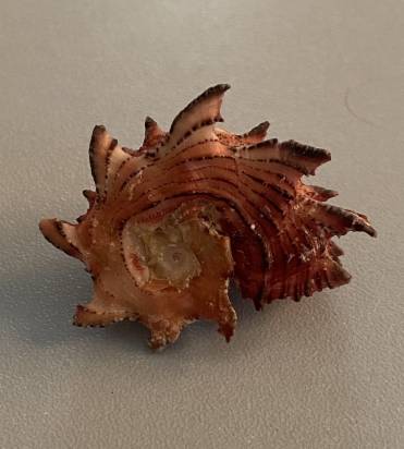 shellauction.net :: Angaria nodosa - 3594233