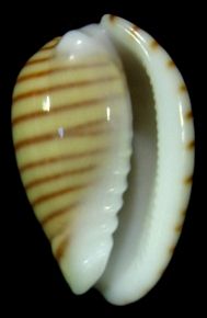 shellauction.net :: Persicula cingulata - 3594237