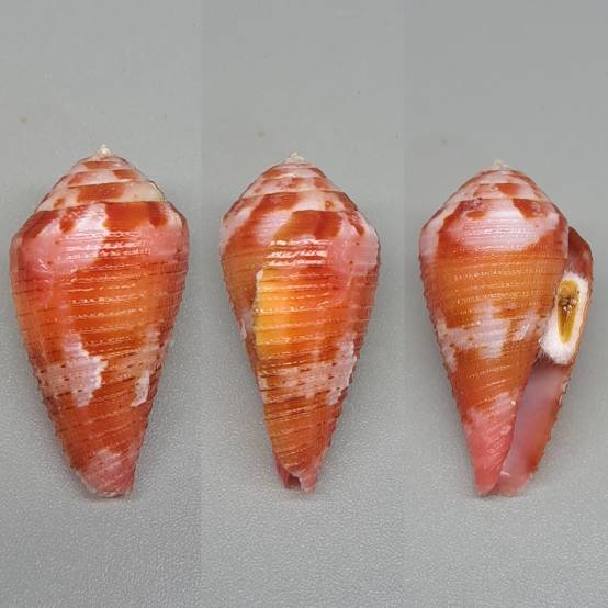 shellauction.net :: Conus pertusus - 3594609