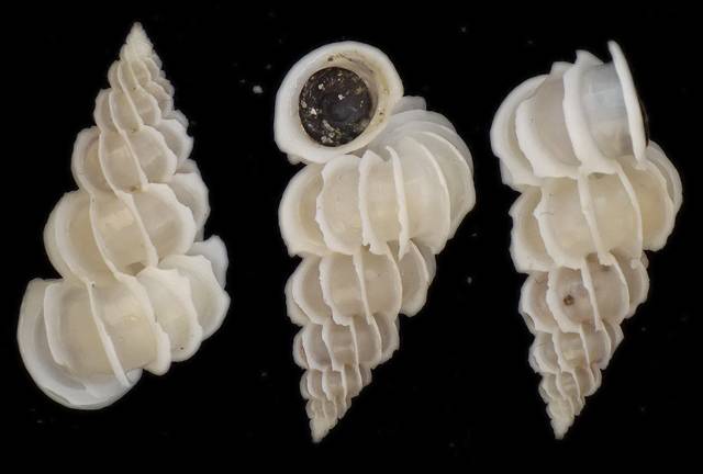 shellauction.net :: Epitonium sp. - 3594634