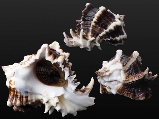 shellauction.net :: Hexaplex kuesterianus - 3594845