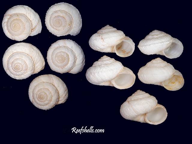 shellauction.net :: Xeroleuca brulardi claveli - 3594858