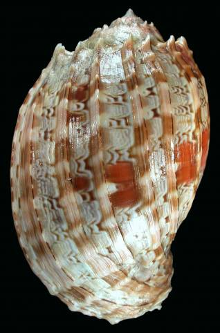 shellauction.net :: Harpa doris - 3594965