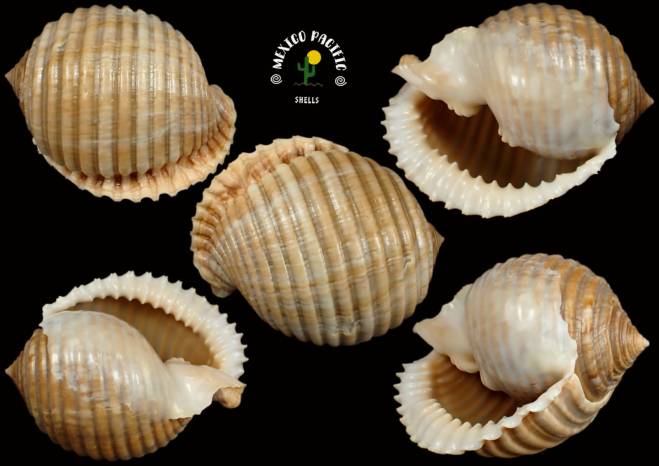 shellauction.net :: Malea ringens - 3595290