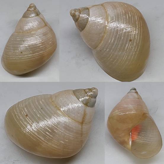 shellauction.net :: Calycia crystalina - 3595362