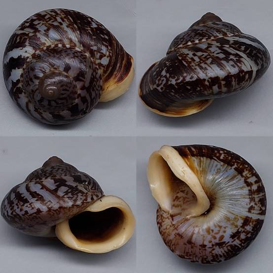 shellauction.net :: Cyclophorus stevennabassorum - 3595392