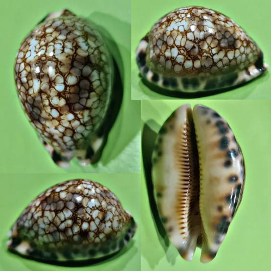 shellauction.net :: Mauritia histrio - 3595469