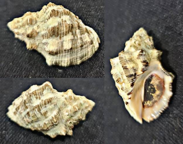 shellauction.net :: Thais sp. - 3595508