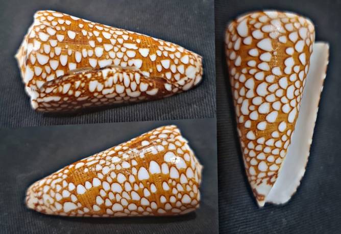 shellauction.net :: Conus nobilis - 3595515