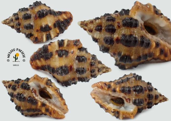 shellauction.net :: Engina maura - 3595530