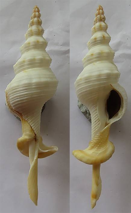 shellauction.net :: Fusinus colus - 3595568