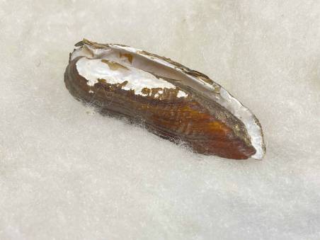 shellauction.net :: Lanceolaria triformis - 3595587