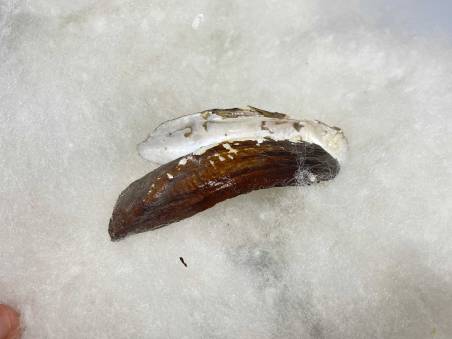 shellauction.net :: Lanceolaria triformis - 3595587