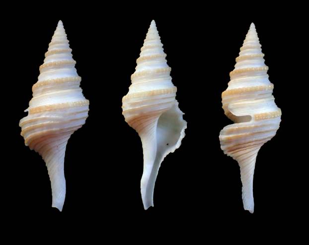 shellauction.net :: Gemmula speciosa - 3595629