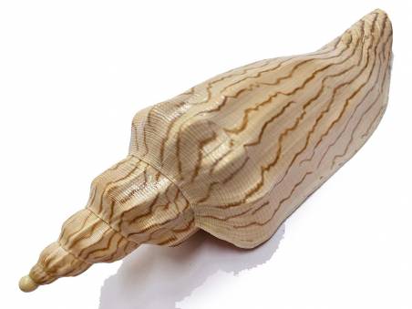 shellauction.net :: Fulgoraria (Fulgoraria) ericarum - 3595745