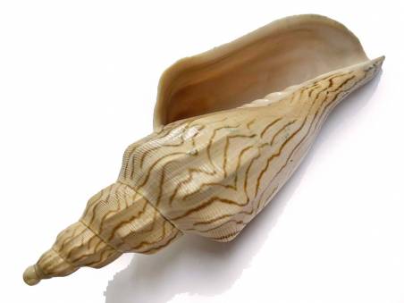 shellauction.net :: Fulgoraria (Fulgoraria) ericarum - 3595745