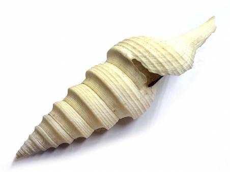 shellauction.net :: Turris sp. - 3595812