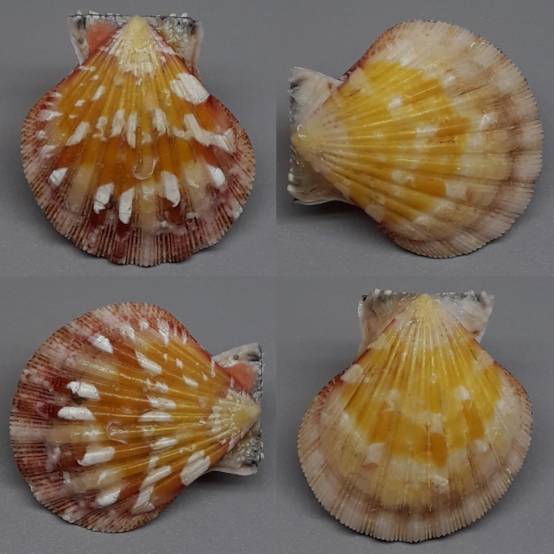 shellauction.net :: Bractechlamys vexillum - 3595915